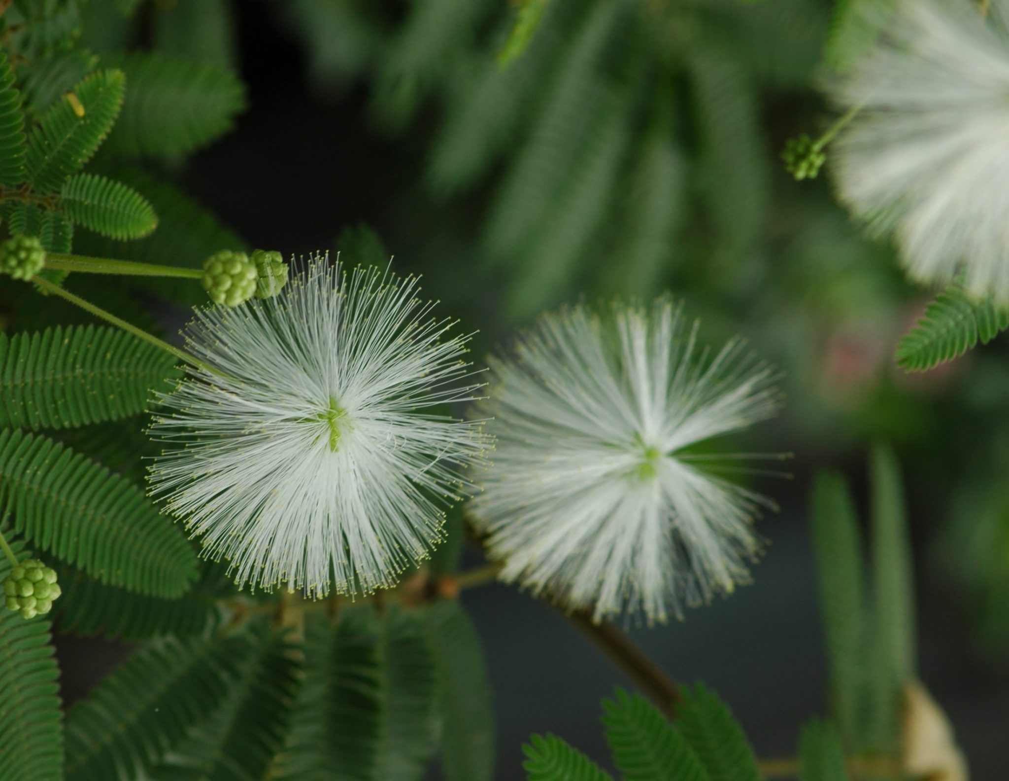 Calliandra: Puderquastenstrauch – ein feiner Pinsel – Meine ...