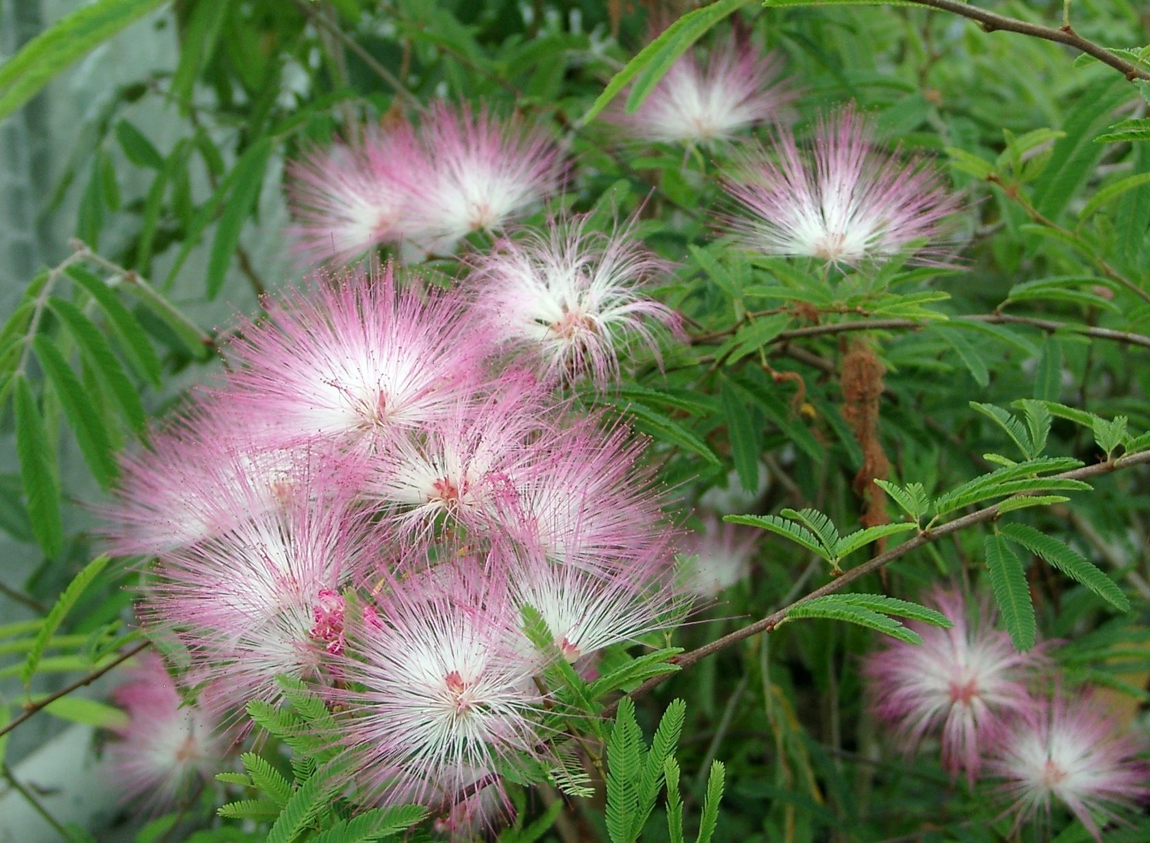 Calliandra: Puderquastenstrauch – ein feiner Pinsel – Meine ...