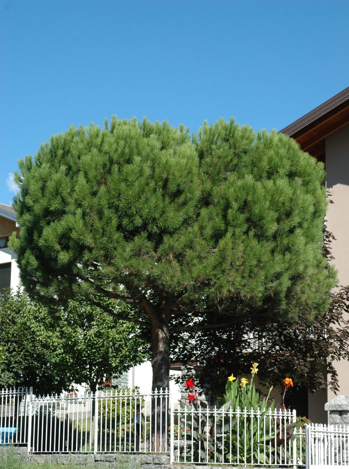 Bäume für den mediterranen Garten in Mitteleuropa – Meine Pflanzenwelt ...