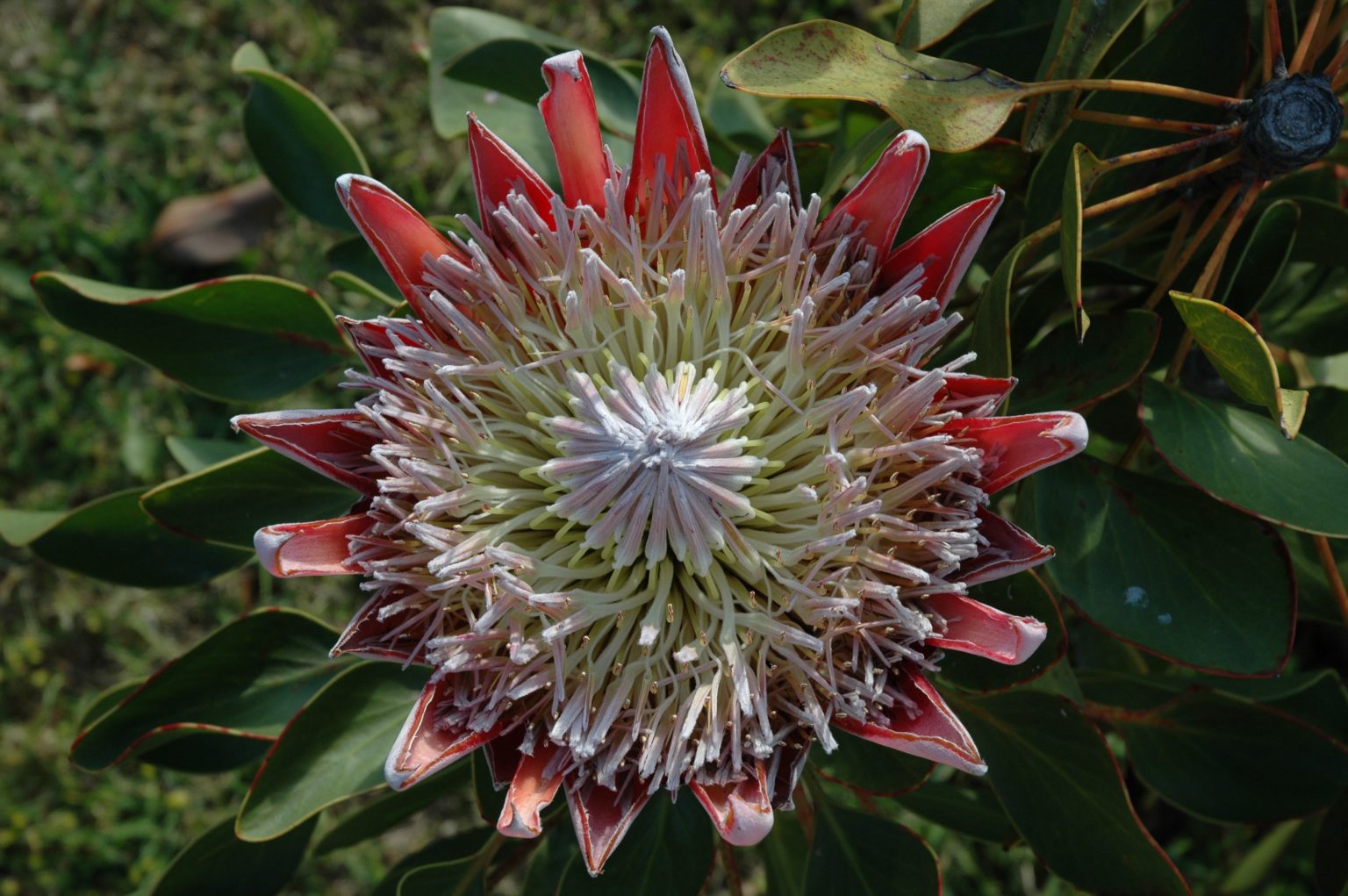 Protea – besondere Pflege leicht gemacht – Meine Pflanzenwelt des Südens