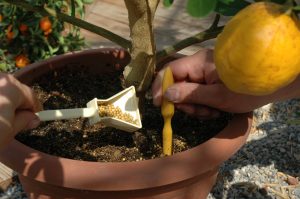 Yuzu – eine hippe Zitruspflanze – Meine Pflanzenwelt des Südens