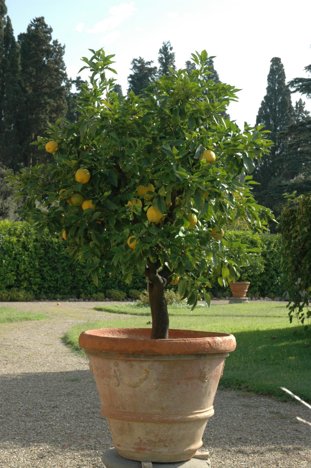 Yuzu – eine hippe Zitruspflanze – Meine Pflanzenwelt des Südens