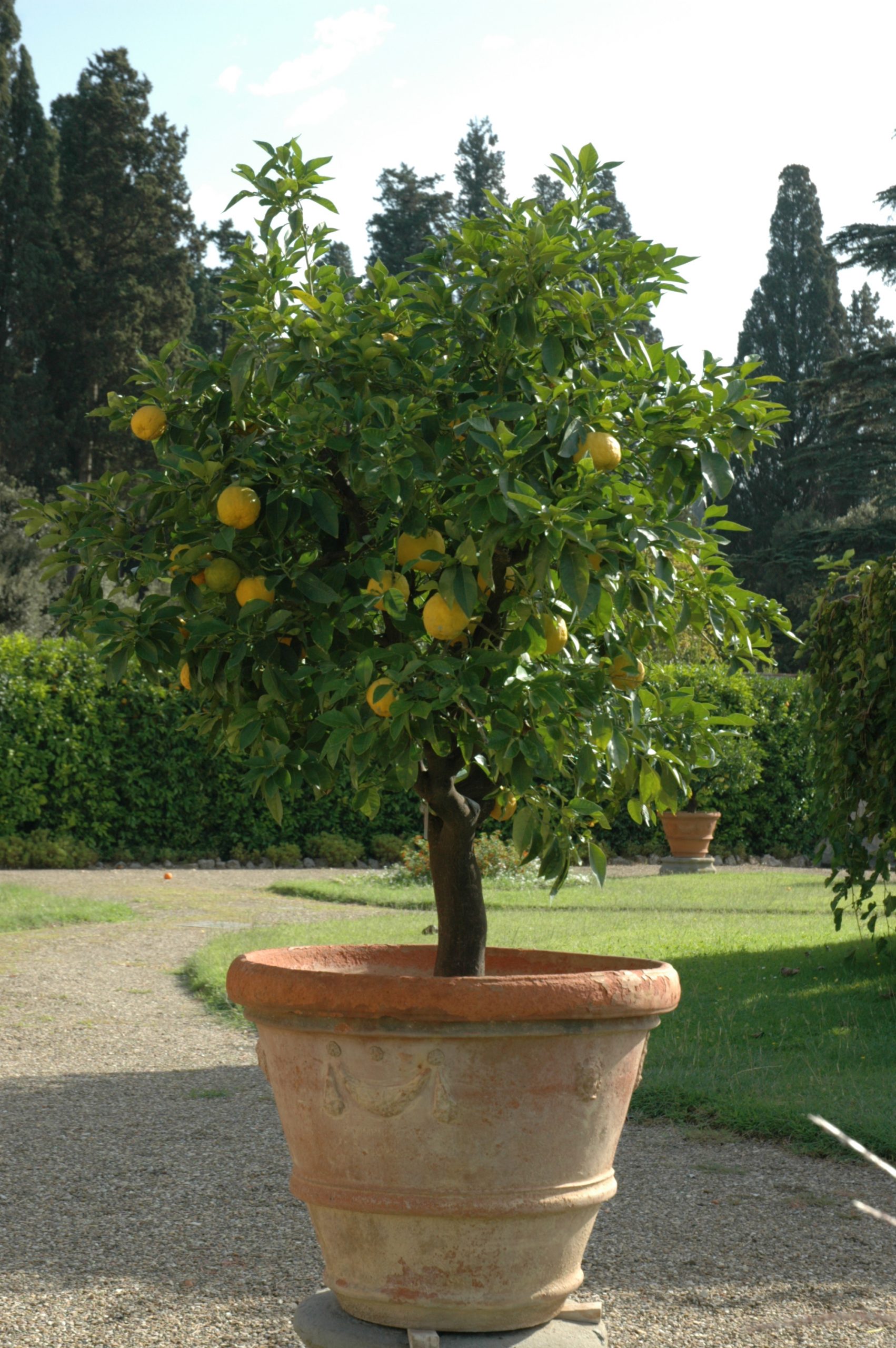 Yuzu – eine hippe Zitruspflanze – Meine Pflanzenwelt des Südens