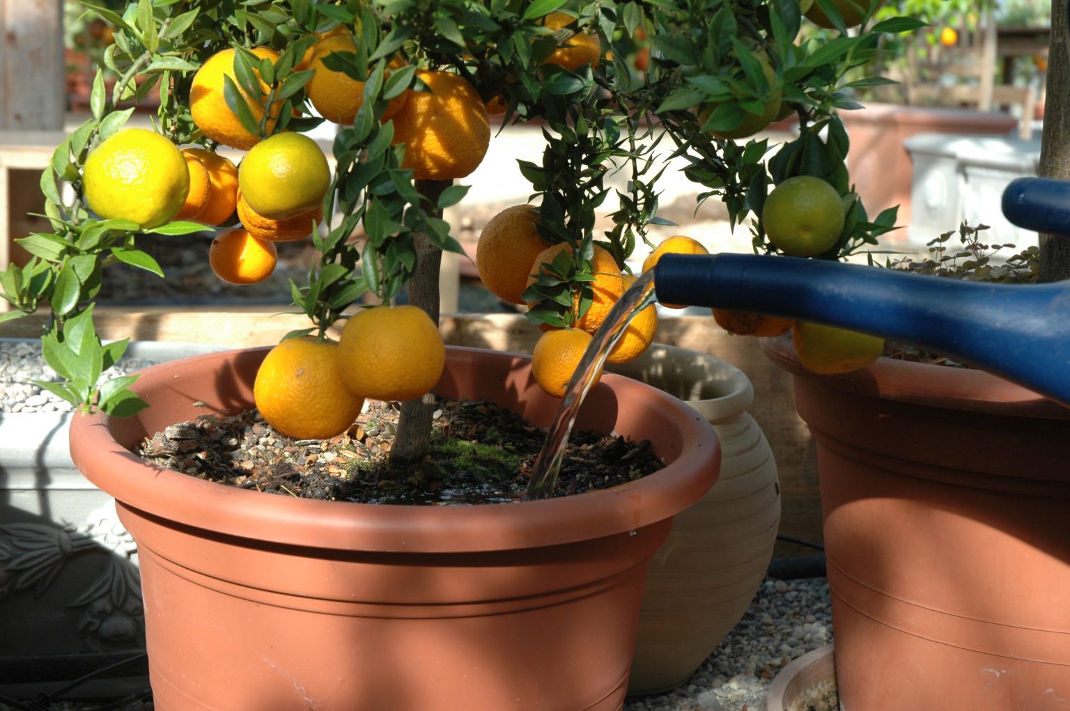 Yuzu – eine hippe Zitruspflanze – Meine Pflanzenwelt des Südens