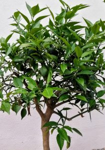 Yuzu – eine hippe Zitruspflanze – Meine Pflanzenwelt des Südens